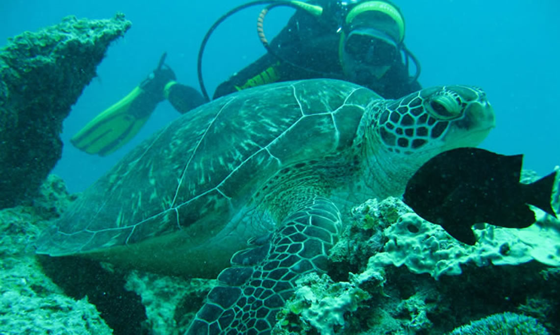 1 Day wasini dhow trip - Kenya safaris